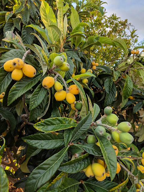Loquat fruit tree for sale - Plants in Canning Vale WA | Gumtree Australia
