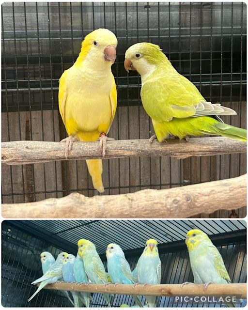 Birds - Breeding Pair Quaker Parrots, Rainbow Budgies | Birds | Gumtree ...