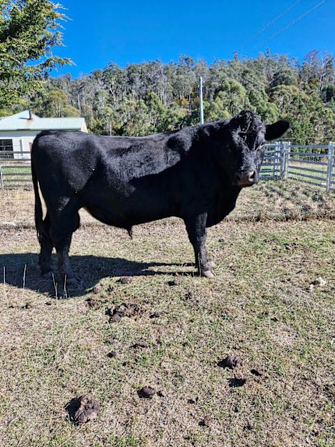 Angus Bull | Livestock | Gumtree Australia Derwent Valley - Molesworth ...