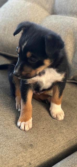 Tri colour kelpies | Dogs & Puppies | Gumtree Australia Hawkesbury Area ...