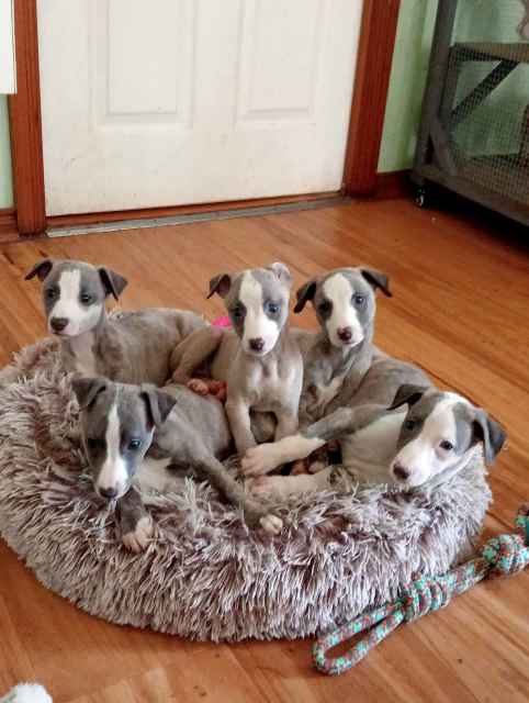 Pedigree Purebred Whippet Puppies | Dogs & Puppies | Gumtree Australia ...