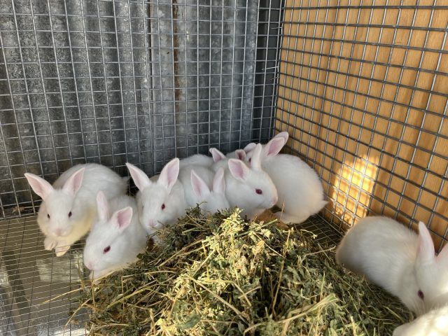 Purebred New Zealand Whites & Flemish Giant Rabbits | Rabbits | Gumtree ...