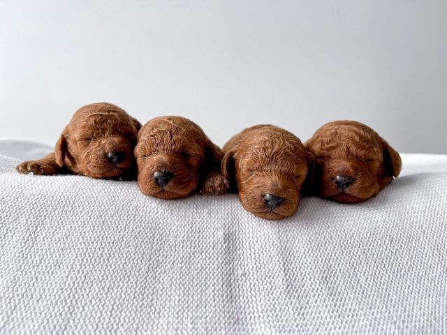 RUBY RED TOY CAVOODLE PUPPIES - DNA CLEAR - A1 GENETETICS -REG BREEDER ...