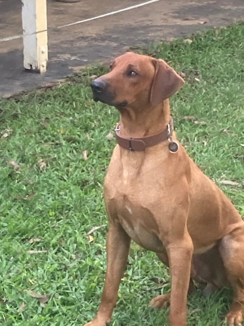 Rhodesian Ridgeback Puppies | Dogs & Puppies | Gumtree Australia ...