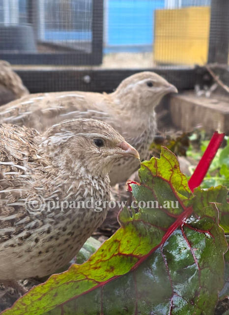 Japanese Quail Large Jumbo Goliath Fertile eggs | Dayold | offheat ...