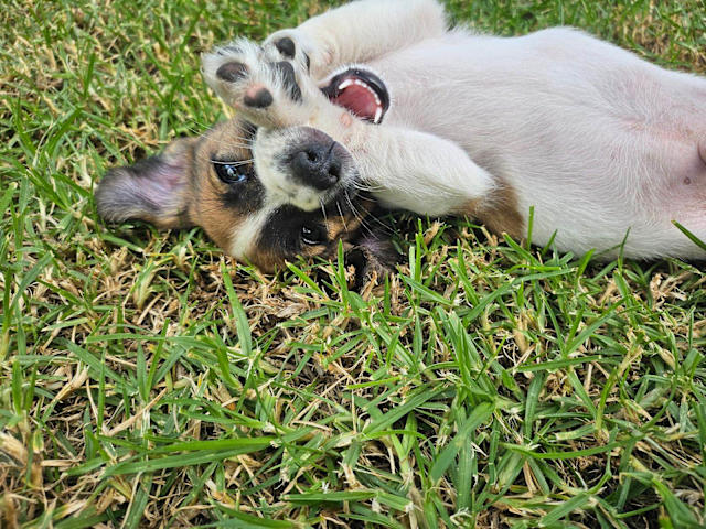 PUREBRED MINI FOXIES | Dogs & Puppies | Gumtree Australia Penrith Area ...