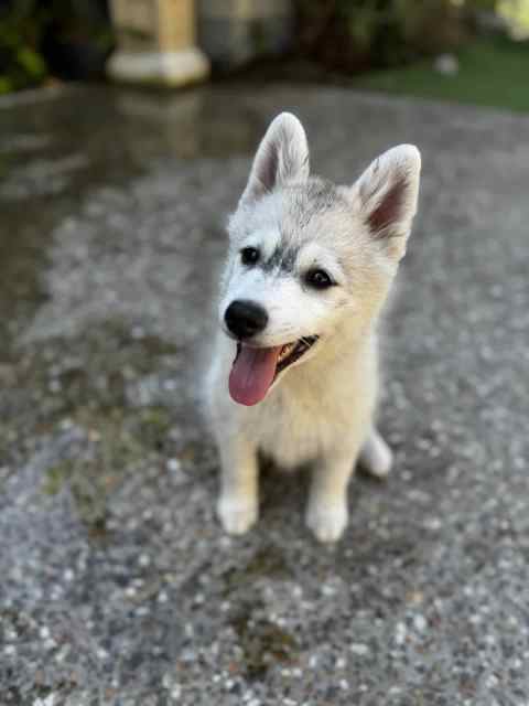 Pomsky Puppies - ready for the school holidays ️ | Dogs & Puppies ...