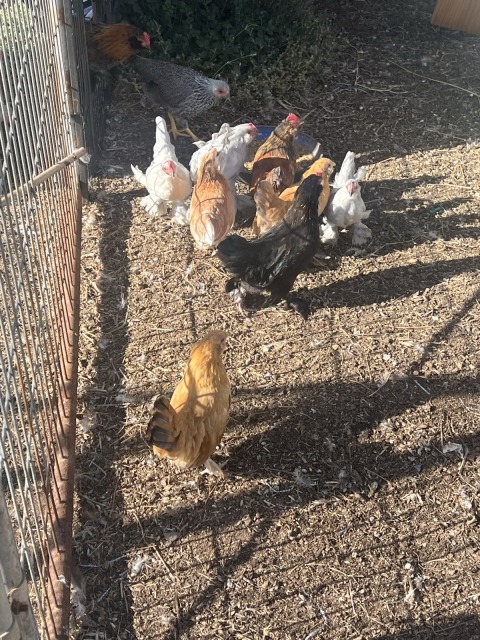 Belgian D’Uccle & Bantam Wyandotte | Livestock | Gumtree Australia ...