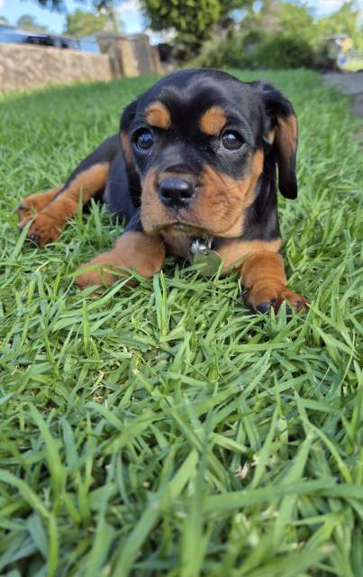 Cavalier king Charles X Foxy negotiate price | Dogs & Puppies | Gumtree ...