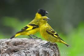 Yellow Siskin tri colour parrot finches pied parrot | Birds | Gumtree ...