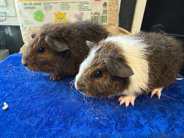 Rex Guinea pigs | Other Pets | Gumtree Australia Cessnock Area ...