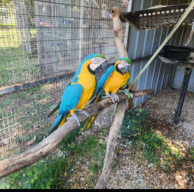 Blue & Gold Macaw breeding pair 12k neg | Birds | Gumtree Australia ...