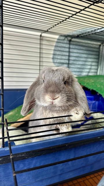 Mini Lop rabbit with indoor cage | Rabbits | Gumtree Australia ...
