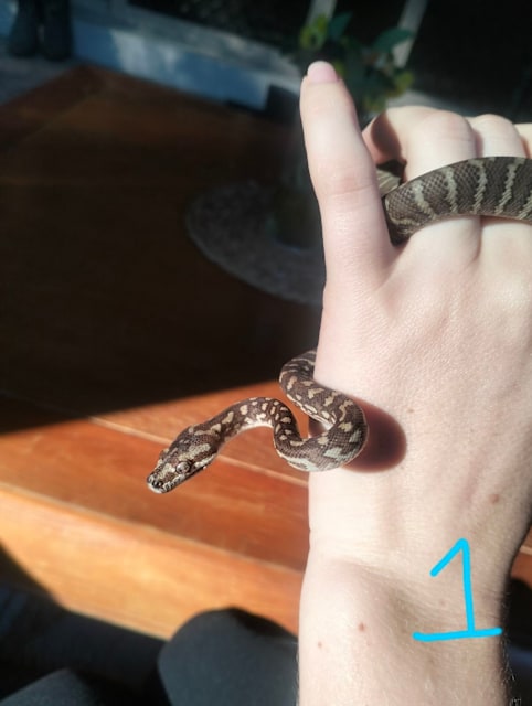 Carpet python hatchlings | Reptiles & Amphibians | Gumtree Australia ...