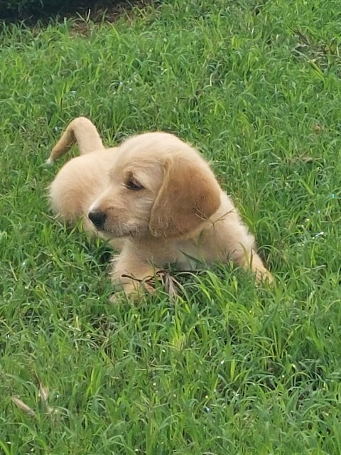 8 Beautiful Poodle X Puppies, Only 6 Left | Dogs & Puppies | Gumtree ...