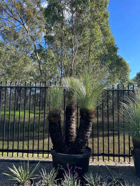 Xanthorrhoea Glauca Triple Trunk (Blue Grass Tree) in 200L Pot - Plants ...