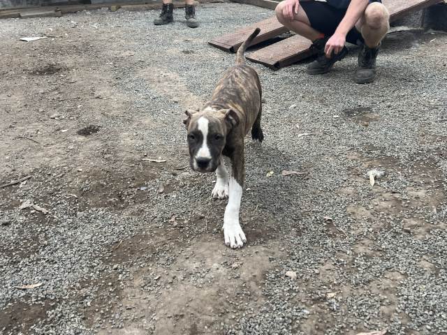 Puppy for sale | Dogs & Puppies | Gumtree Australia Campbelltown Area ...