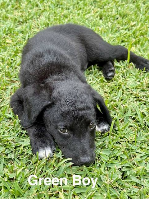 Purebred Miniature Labradoodle Pups | Dogs & Puppies | Gumtree ...