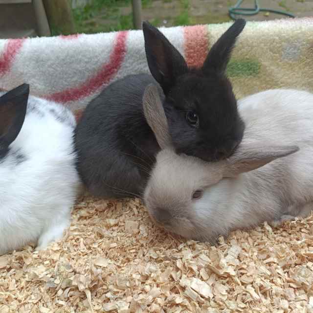 Baby Rabbits, Netherland cross Mini Lop. | Rabbits | Gumtree Australia ...