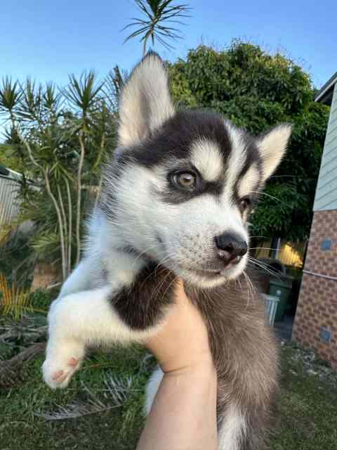 Pure Breed Siberian Husky Ready for New Home NOW | Dogs & Puppies ...