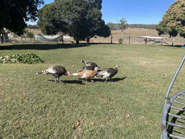 For Sale a variety of Poultry Animals | Livestock | Gumtree Australia ...