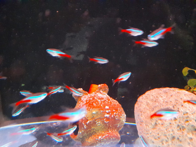 Neon, Emperor, Penguin, Rummy, Cardinal , White Ornate Tetra | Fish ...