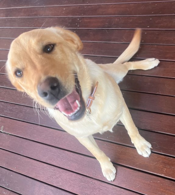 Rehome Golden Retreiver x Labrador | Dogs & Puppies | Gumtree Australia ...