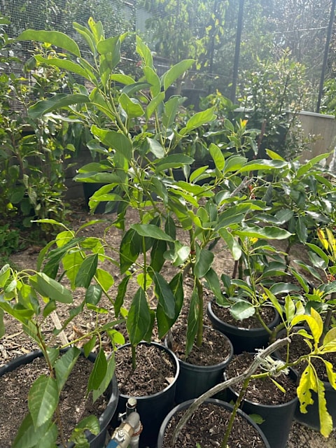 Avocado Hass grafted trees - Plants in Officer VIC | Gumtree Australia