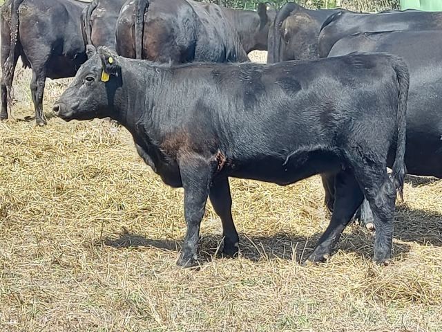 Angus Heifers Purebred Future Breeders - ALL SOLD PENDING PICKUP ...