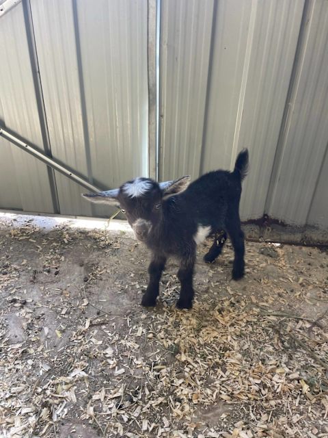 Nigerian Dwarf Buckling | Livestock | Gumtree Australia Maroochydore ...