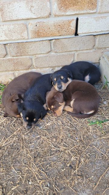 Purebred Kelpie Puppies | Dogs & Puppies | Gumtree Australia Gladstone ...