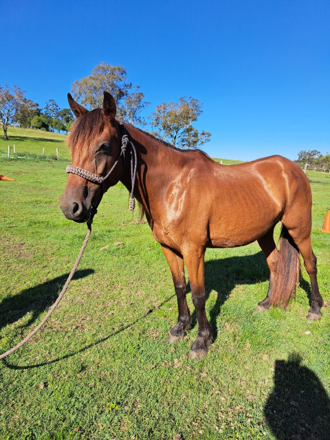 Brumby Mare - Sold Pending | Horses & Ponies | Gumtree Australia ...