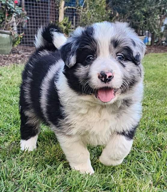 Border Collie Pups - DNA Clear | Dogs & Puppies | Gumtree Australia ...