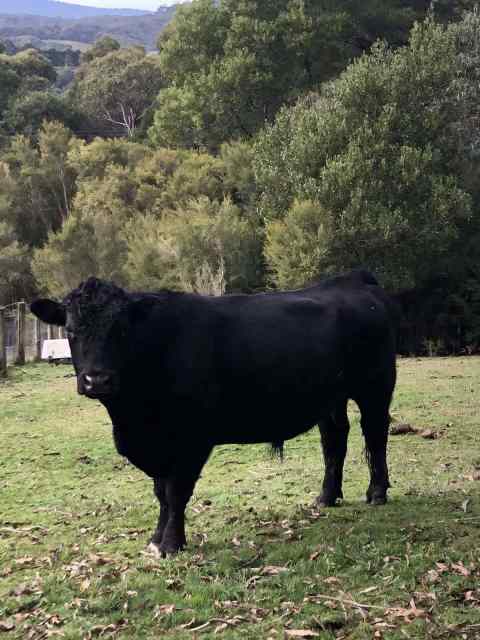 Angus purebred Bull | Livestock | Gumtree Australia Yarra Ranges ...