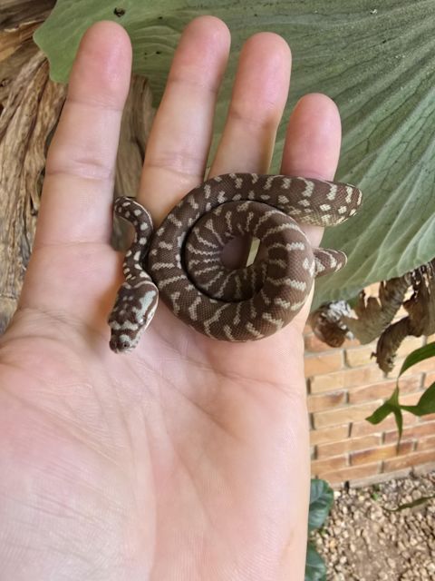Centralian carpet python hatchlings – Hypo and Normal | Reptiles ...