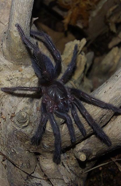 (Phlogius stents) Tarantula Small $70 | Other Pets | Gumtree Australia ...