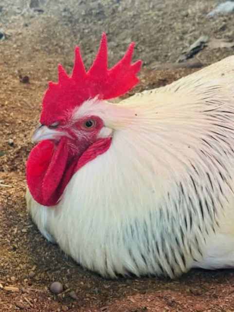 Light Sussex Rooster - very friendly and top quality | Birds | Gumtree ...