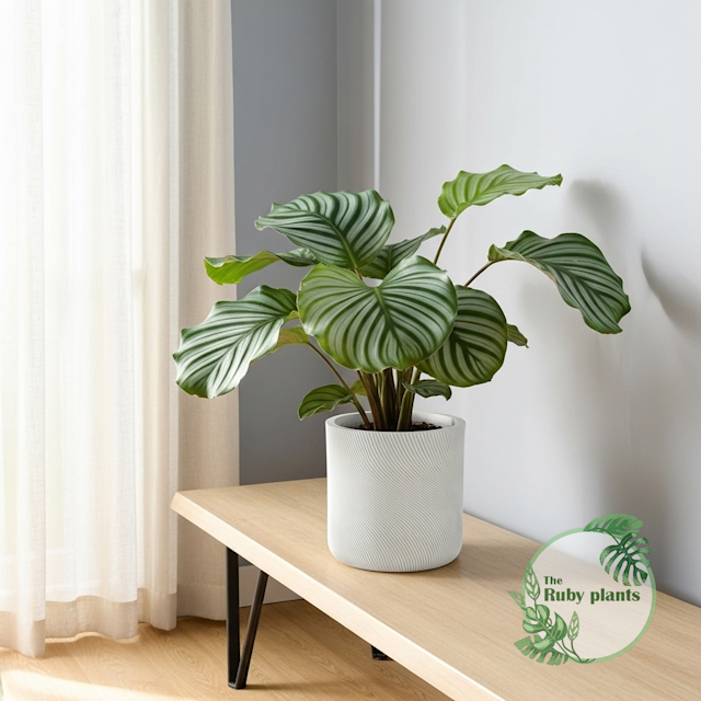 Calathea Orbifolia / 35cm tall / 20cm pot / Love easy-care plants ...