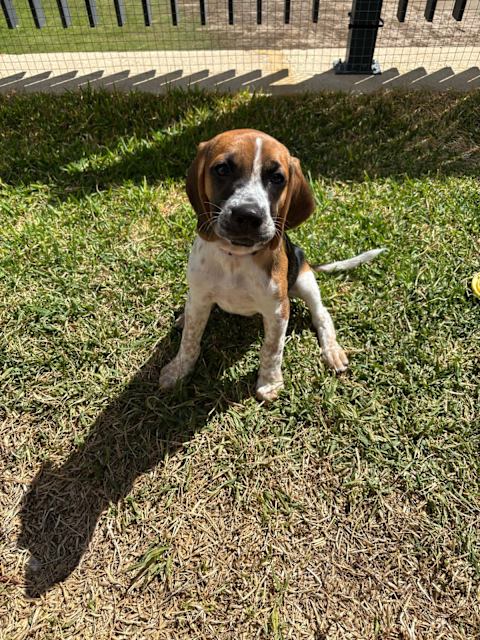 1 x female Speagle (Beagle cross springer spaniel) puppy | Dogs ...