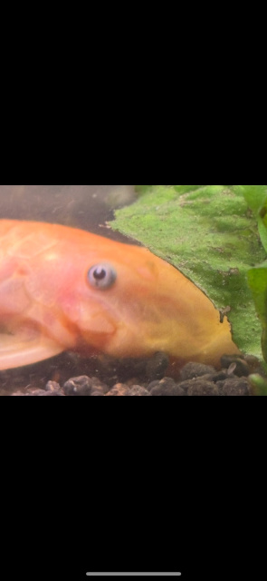 Tropical fish L144 blue eye lemon plecos | Fish | Gumtree Australia ...