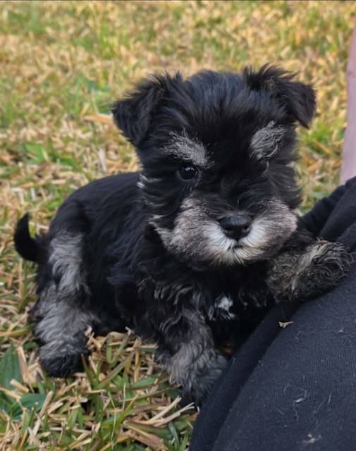DogsNSW Pure bred Miniature Schnauzer Male Puppy | Dogs & Puppies ...