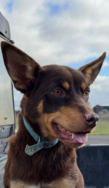 Kelpie pups purebred | Dogs & Puppies | Gumtree Australia Pyrenees Area ...