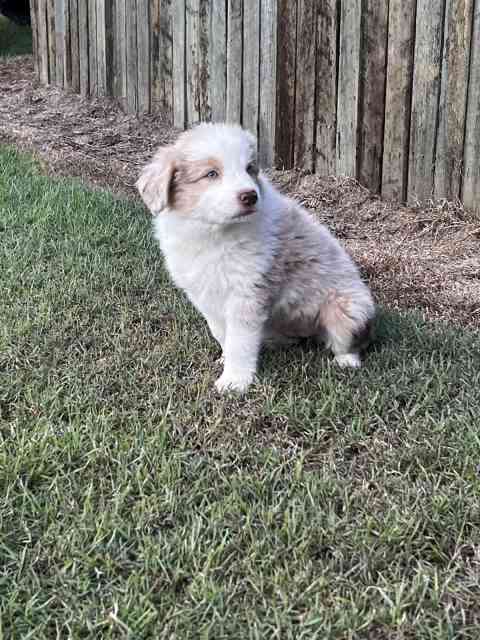 Border Collie Puppies | Dogs & Puppies | Gumtree Australia Lockyer ...