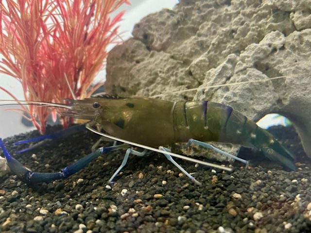 Cherabin tank, set up ready to go, great easy care pet | Fish | Gumtree ...