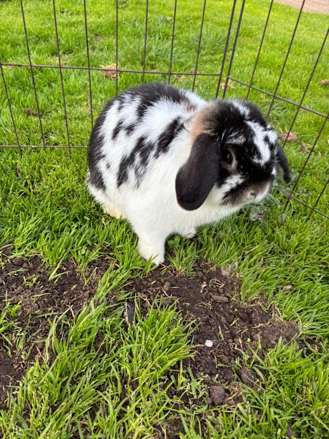 Mini Lop Adult Male | Rabbits | Gumtree Australia Corangamite Area ...