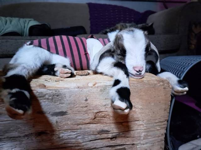 Leo Australian mini X Pygmy intact goat | Livestock | Gumtree Australia ...