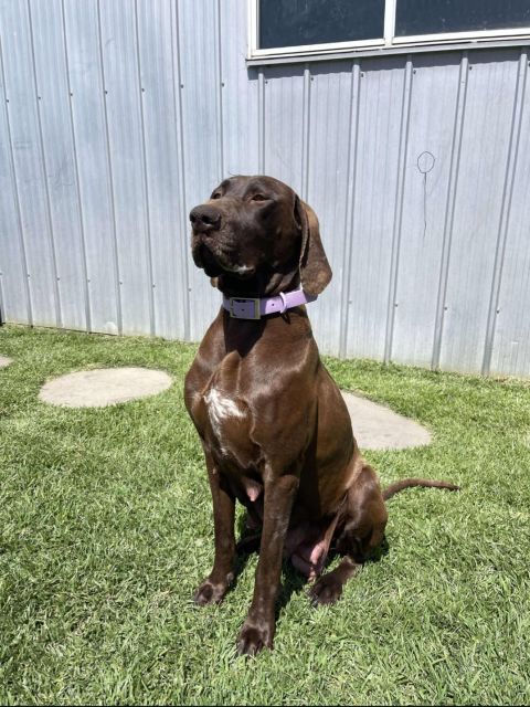 Pedigree German Shorthaired Pointer Female | Dogs & Puppies | Gumtree ...