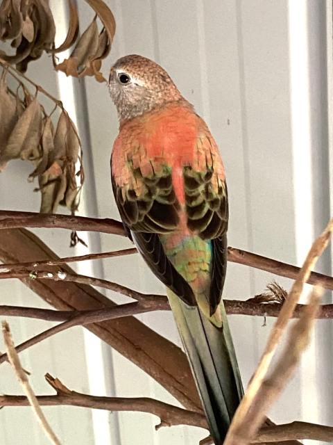 Bourke Parrots x 2 | Birds | Gumtree Australia Redland Area - Alexandra ...