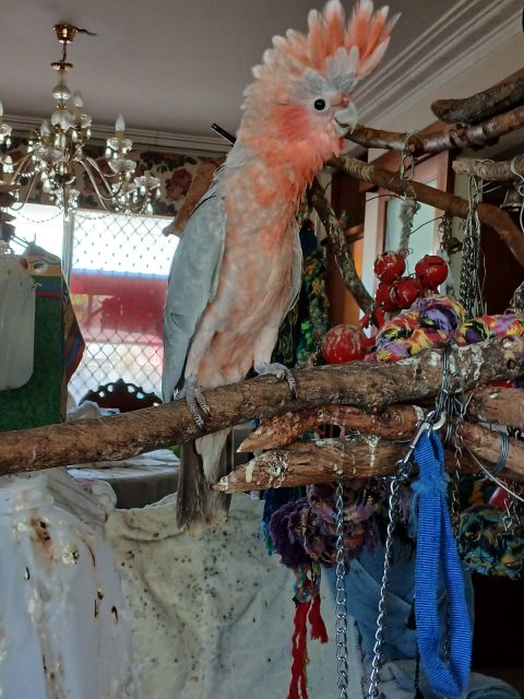 Beautiful Healthy Indian ringneck amazing colours | Birds | Gumtree ...