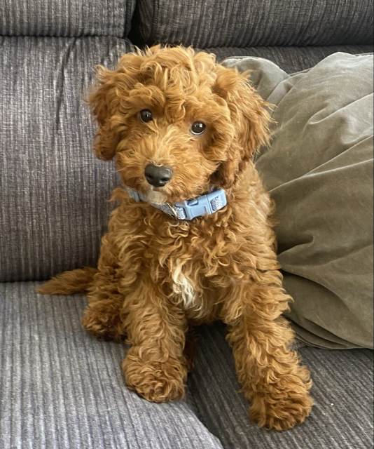 Mini Male F1B Ruby Cavoodle Puppy - DNA Tested | Dogs & Puppies ...